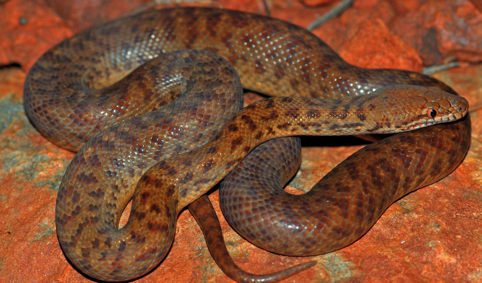 Pythonidae – Pythons: facts, distribution & population | BioDB